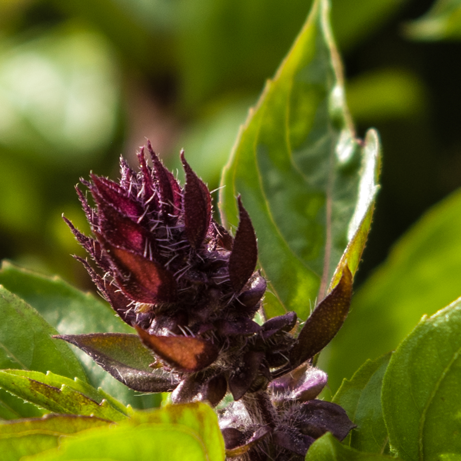 Silent Sunday – Thai Basil – County Gardening