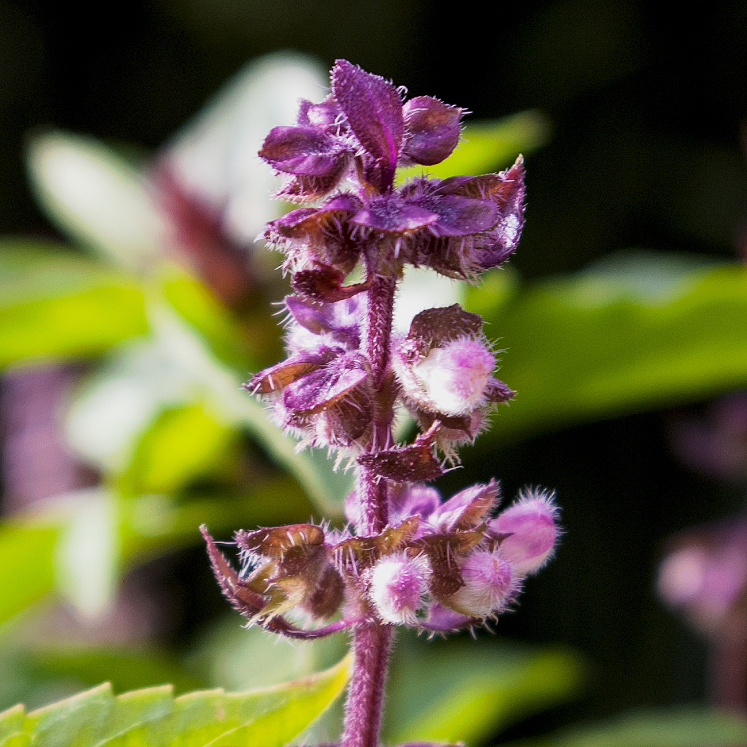 Silent Sunday – Thai Basil – County Gardening