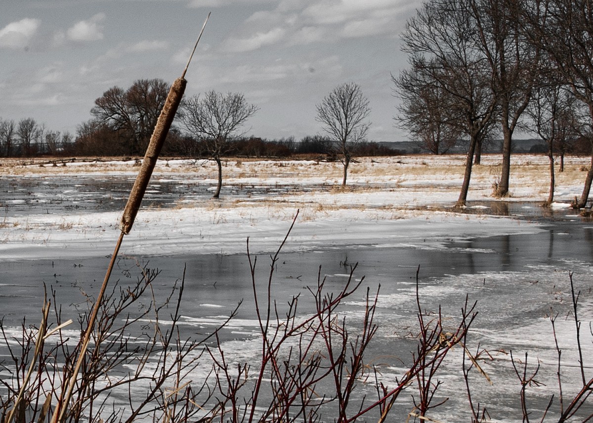 Silent Sunday – Cattails in Winter – County Gardening