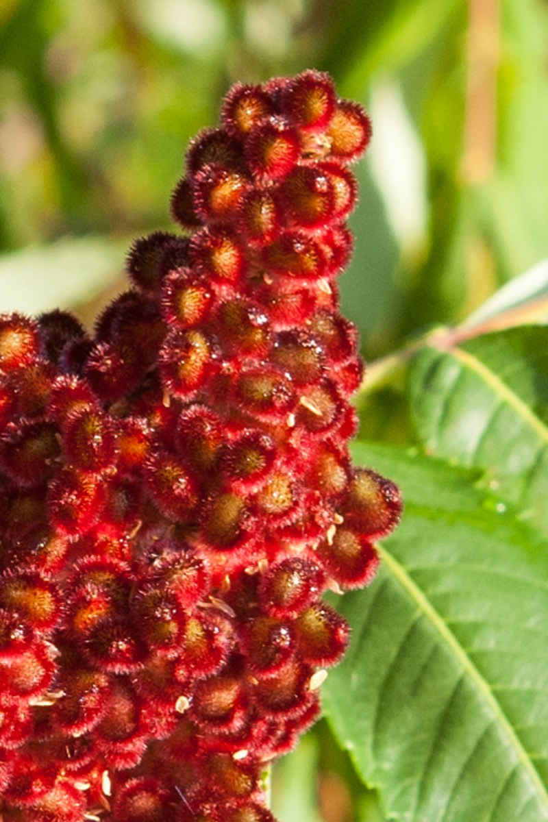 Silent Sunday – Staghorn Sumac – County Gardening