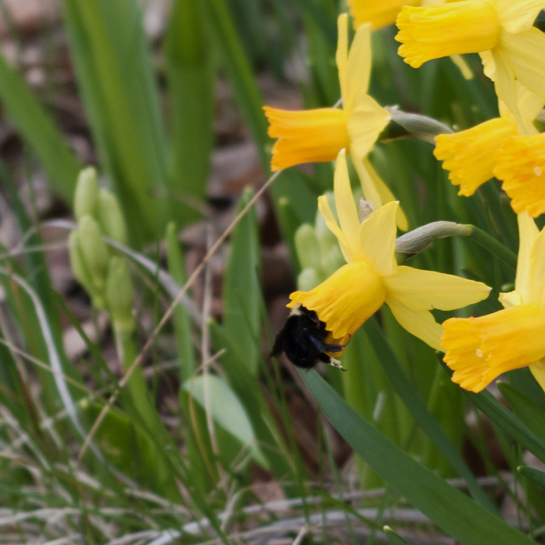 In a Vase, on Monday – Daffs and Bees – County Gardening